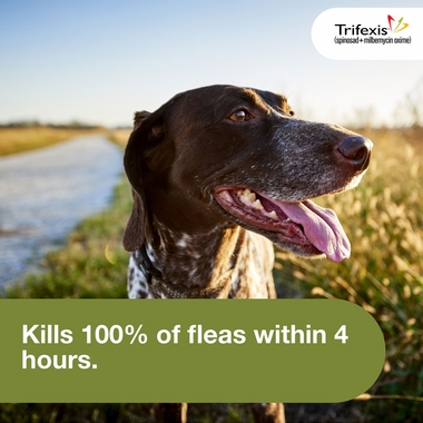 Trifexis 20.1-40 lbs for Dogs, 6 Chewable Tablets