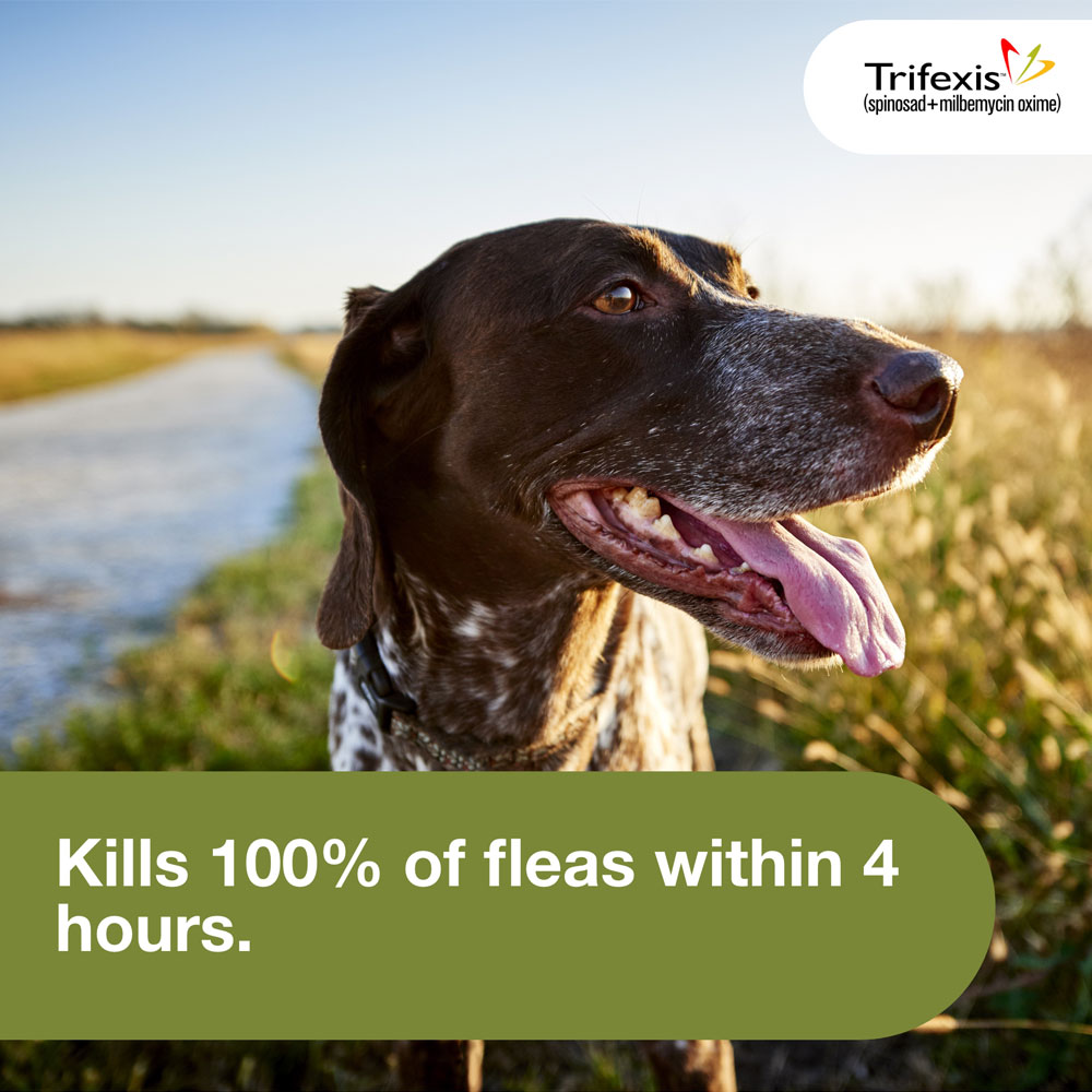 Trifexis 20.1-40 lbs for Dogs, 6 Chewable Tablets