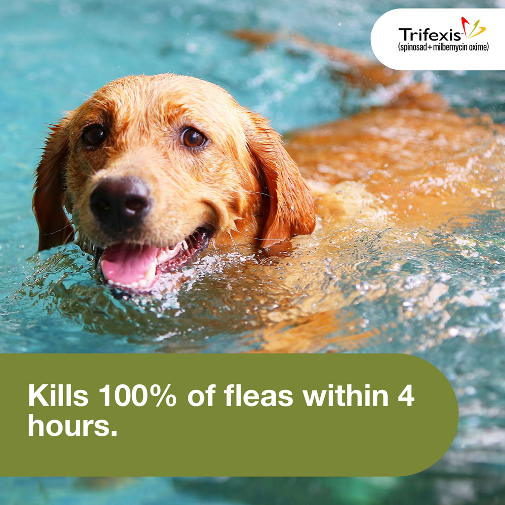 Trifexis 60.1-120 lbs for Dogs, 6 Chewable Tablets