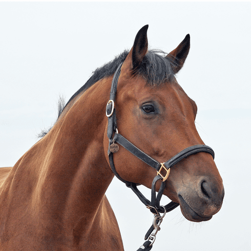 Bunny Rabbit Tack Tag