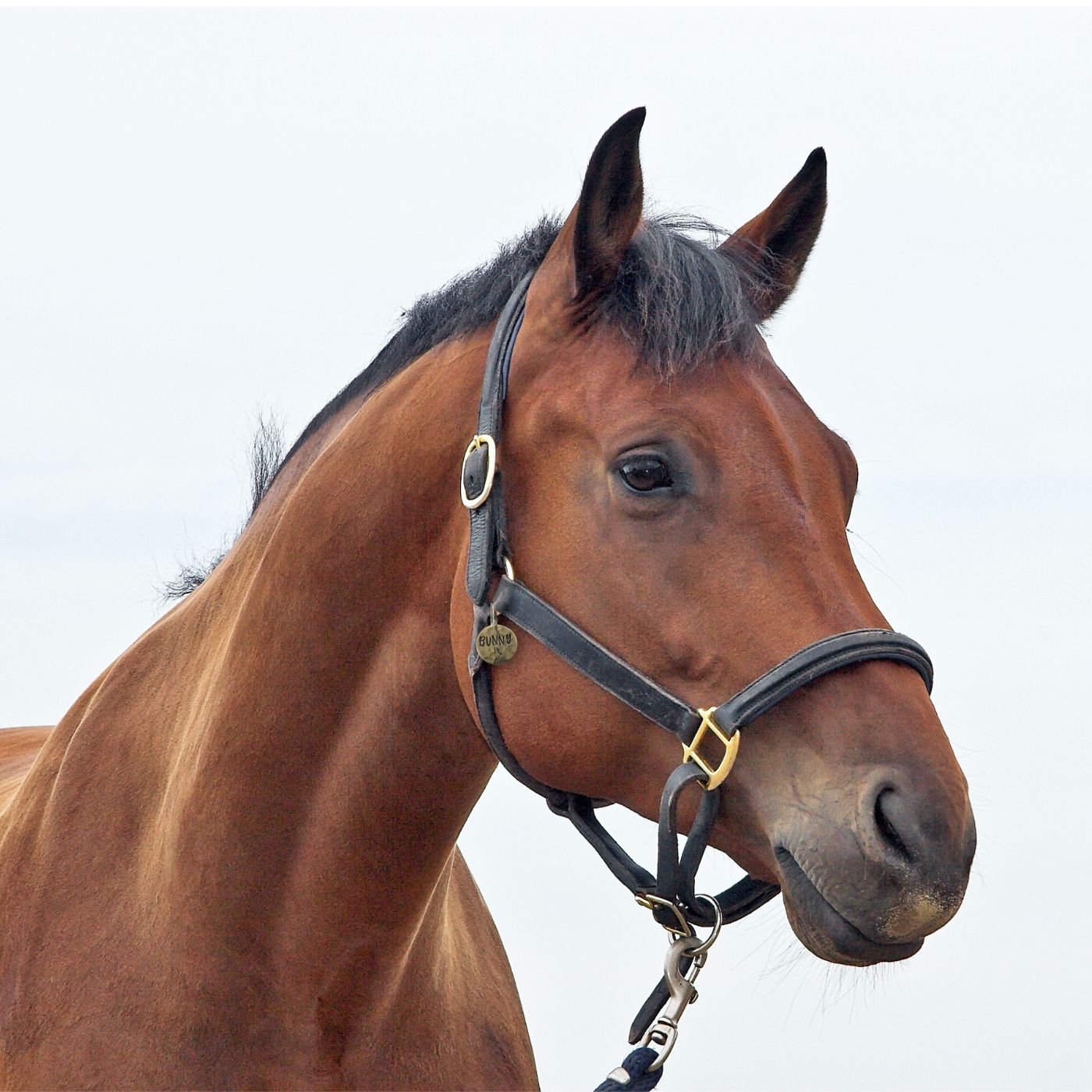 Bridle Tack Tag With Stars