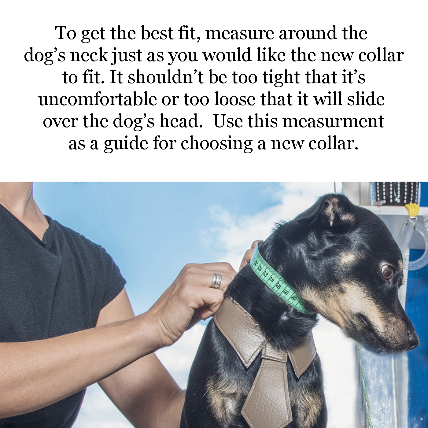Medical Alert Therapy Dog Collar