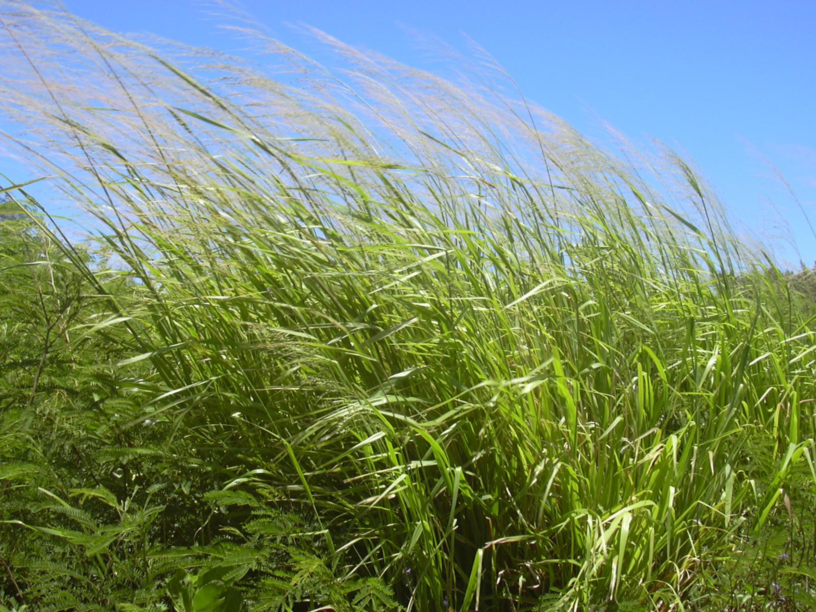 Panicum Maximum