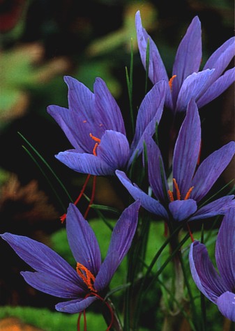 Crocus sativus Bulbs .Saffron Crocus Bulbs, Saffron Corns