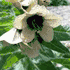 Hyoscyamus niger Seeds, Henbane Seeds, Black henbane Seeds
