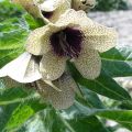 Hyoscyamus niger Seeds, Henbane Seeds, Black henbane Seeds