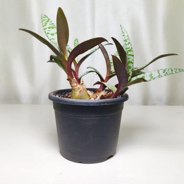 Ledebouria Socialis Plants , Silver Squill Plants, Silver Squill ...