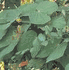 Bauhinia vahlii Seeds ,Maloo Creeper Seeds ,Maloo Creeper, bauhinia ...