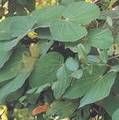 Bauhinia vahlii Seeds ,Maloo Creeper Seeds ,Maloo Creeper, bauhinia ...