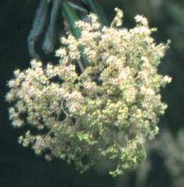 Buddleja saligna Seeds, False Olive Seeds