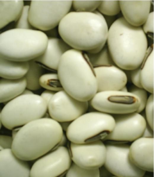 Canavalia Ensiformis Seeds