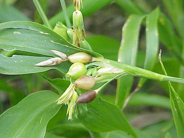 Coix lacryma Job's tears Seeds ,Adlay Seeds.