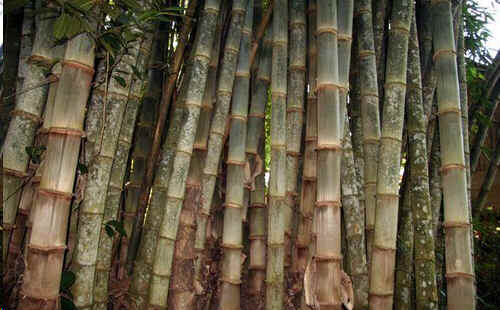Dendrocalamus hamiltonii Tama bamboo - Hamilton dendrocalamus - Tufted ...