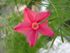 Ipomoea Pennata Rose, Cypress Vine Rose Seeds