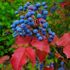 Mahonia aquifolium Seeds, Oregon Grape Seeds