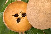 Manilkara zapota ,Chico ,Sapote, Zapote, Chicle sapodilla Seeds