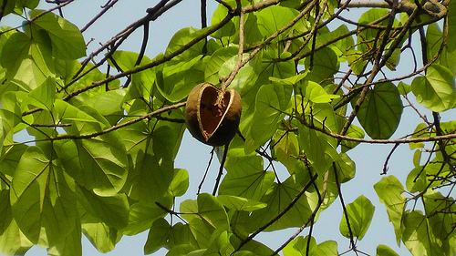Sterculia alata Seeds, Buddha Coconut Tree Seeds , Pterygota alata Seeds