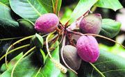 Terminalia catappa Seeds . Tropical Almond Seeds. Bengal almond ...
