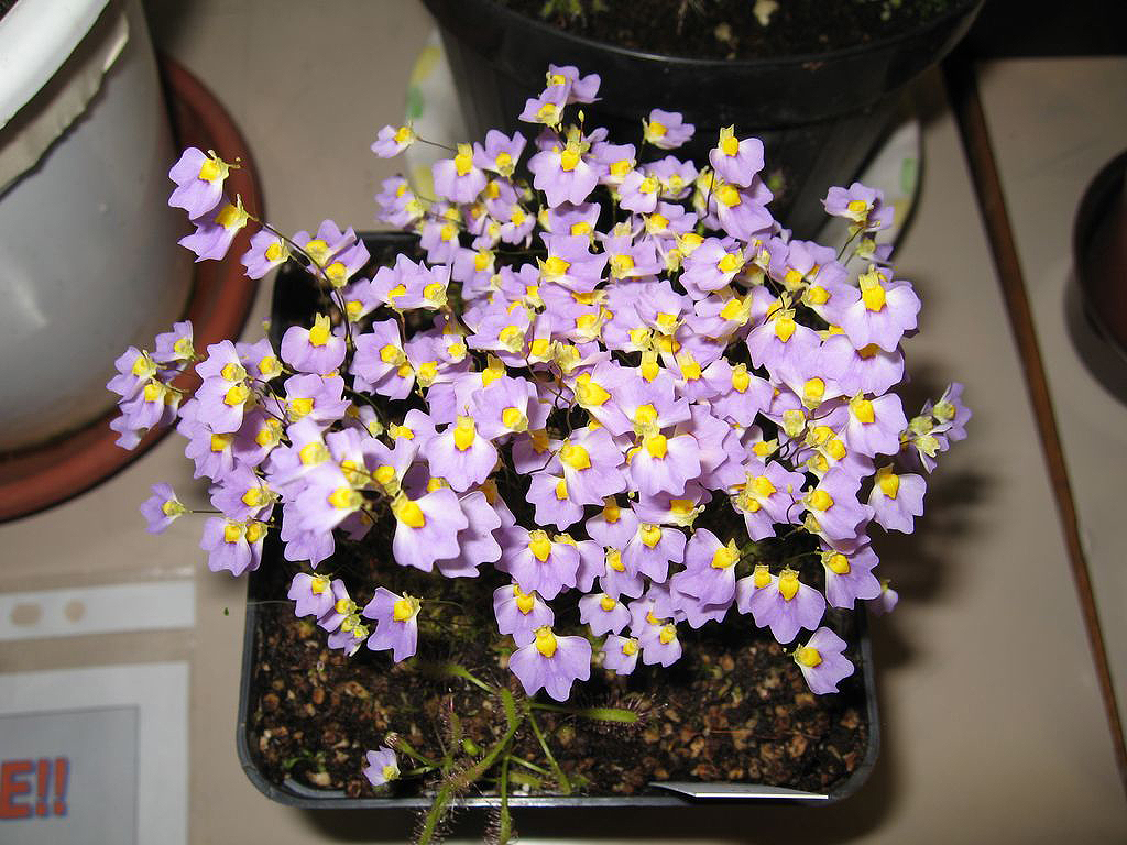Utricularia Bisquamata