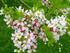 XANTHOCERAS SORBIFOLIUM, yellowhorn Tree ,Golden horn Tree. Chinese ...