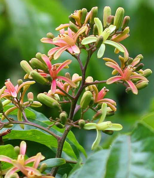 Chukrasia tabularis Seeds, Chittagong Wood Seeds , Indian Redwood Seeds