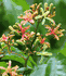 Chukrasia tabularis Seeds, Chittagong Wood Seeds , Indian Redwood Seeds