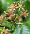 Chukrasia tabularis Seeds, Chittagong Wood Seeds , Indian Redwood Seeds