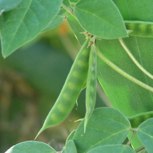 Dolichos biflorus Seeds, pea vine Seeds