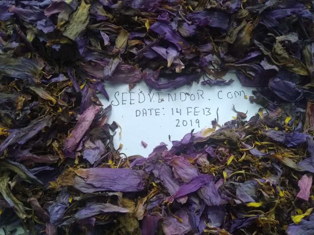 Blue Lotus Petals , Nymphaea caerulea Petals. Sacred Blue Lily of the ...