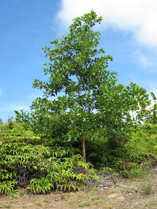 Acacia mangium Seeds Forest Mangrove. Black Wattle, Hickory Wattle, Mangium