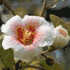 100 Seeds ALEURITES FORDII TUNG OIL TREE china wood
