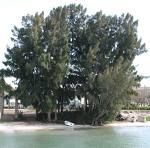 Beefwood Tree Seeds, Casuarina equisetifolia Seeds