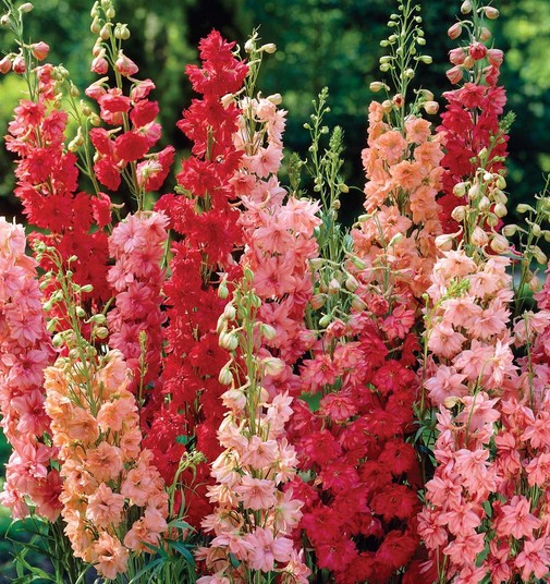Delphinium Red Caroline Seeds