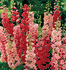 Delphinium Red Caroline Seeds