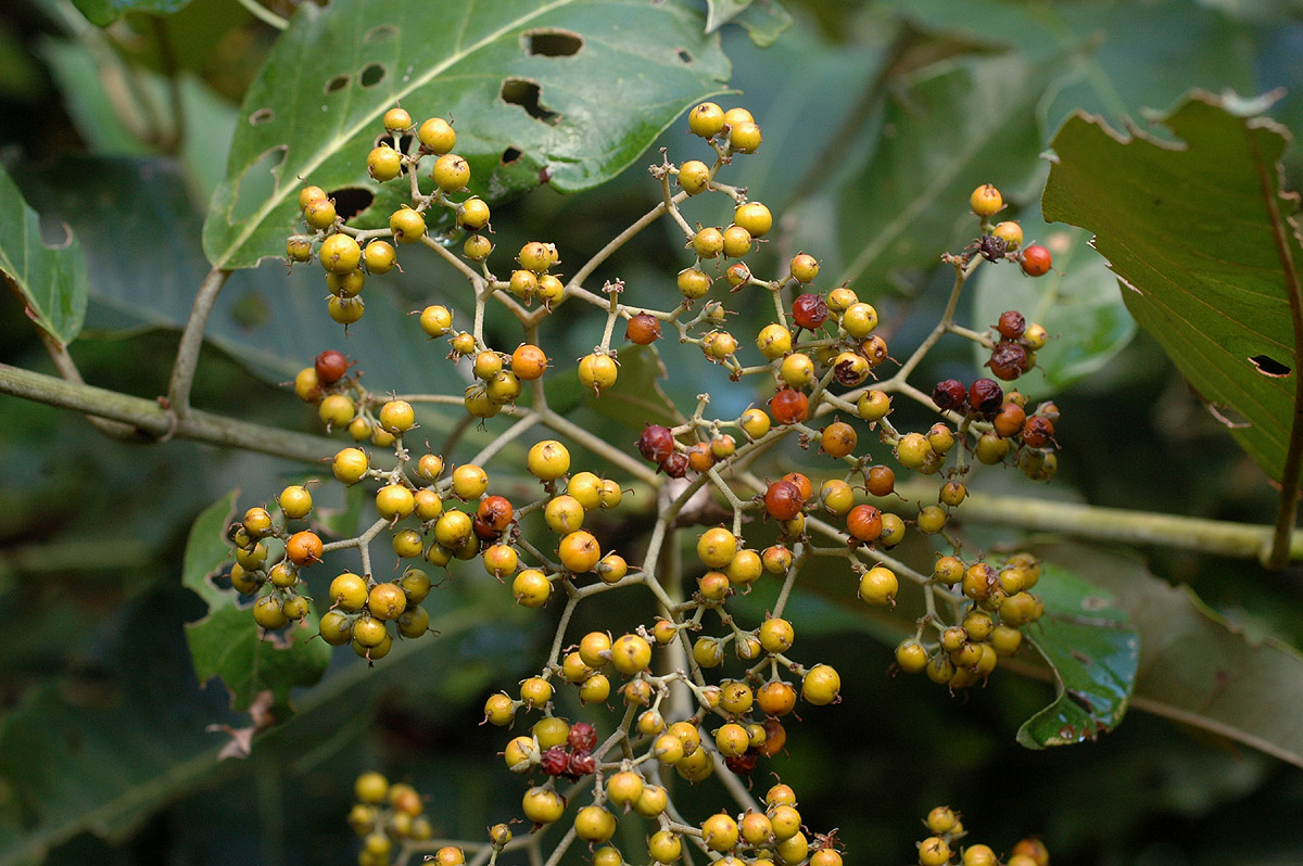 Harungana madagascariensis Seeds ,Haronga Tree Seeds