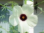 Hibiscus cannabinus Seeds ,Deccan Hemp Seeds, Kenaf Seeds,