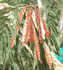 LEUCAENA leucocephala Seeds, Lead Tree Seeds, Miracle Tree Seeds