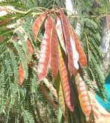 LEUCAENA leucocephala Seeds, Lead Tree Seeds, Miracle Tree Seeds