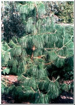 Pinus patula Seeds .Patula pine Seeds , pino patula, pinus patula ...