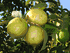 Psidium guajava, Guava Fruit Seeds, common guava , Guayaba , Goiaba Seeds.