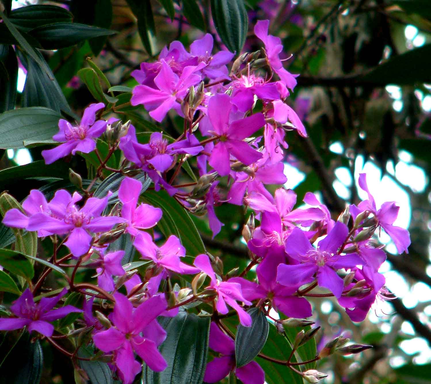 Tibouchina granulosa Seeds,Glory tree Seeds, Purple Spray Tree Seeds.