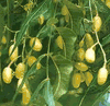 Neem Tree Seeds, Azadirachta indica Tree Seeds