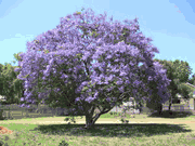 Blue Flamboyant Tree