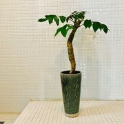 COMMIPHORA guillauminiana Seeds, Commiphora Seeds