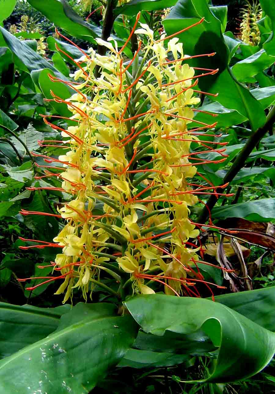 Hedychium gardnerianum Seeds , Kahili Ginger Seeds, Ker Gawl Seeds
