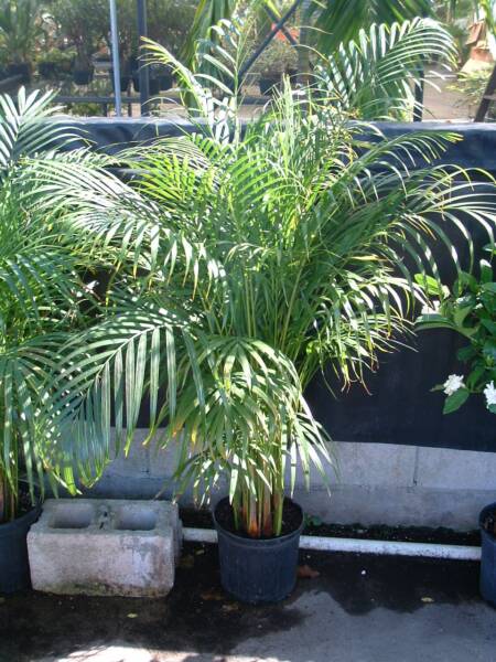 Areca Palm Seeds
