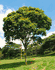 Caesalpinia ferrea Seeds , Pau ferro Seeds , Brazilian ironwood Seeds ...