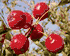 Crataegus pinnatifida Seeds, Chinese hawthorn Seeds , Chinese hawberry ...