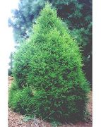 Juniperus procera Seeds, African Juniper Seeds , East African Juniper Seeds