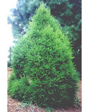 juniperus procera African pencil cedar, cedar, East African cedar, East ...